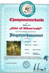 Akki of Nihon'nobi :: shiba-inu-niedersachsen